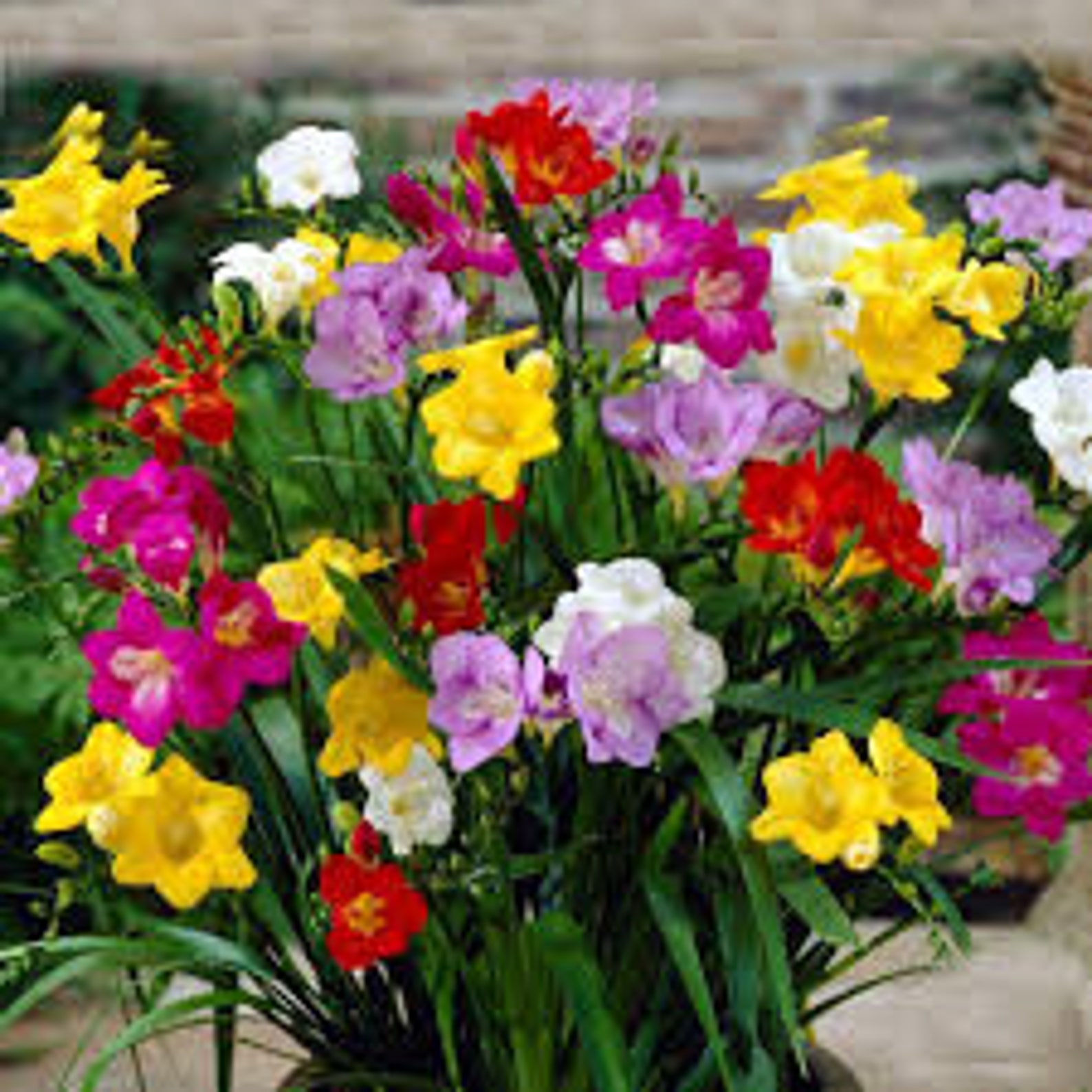 15 Freesia Bulbs Single Mix Mixed BRIGHT Color Collection - Etsy