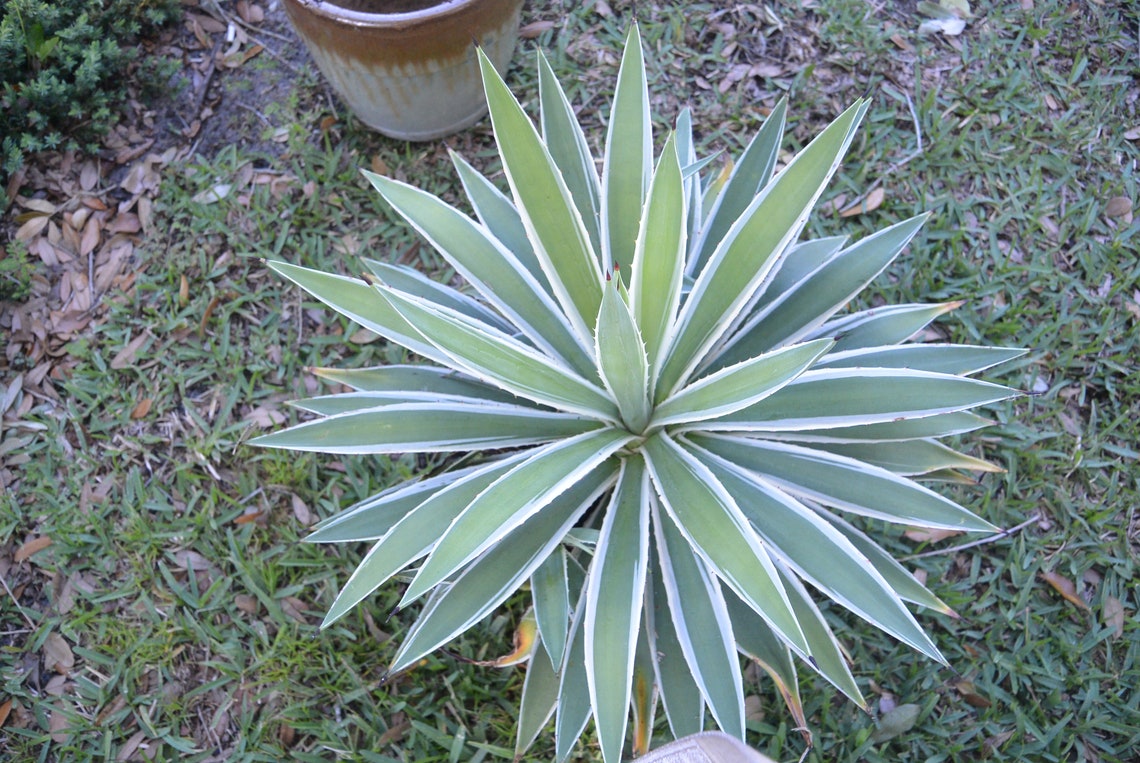 1 Variegated Agave Plant Baby/pup - Etsy