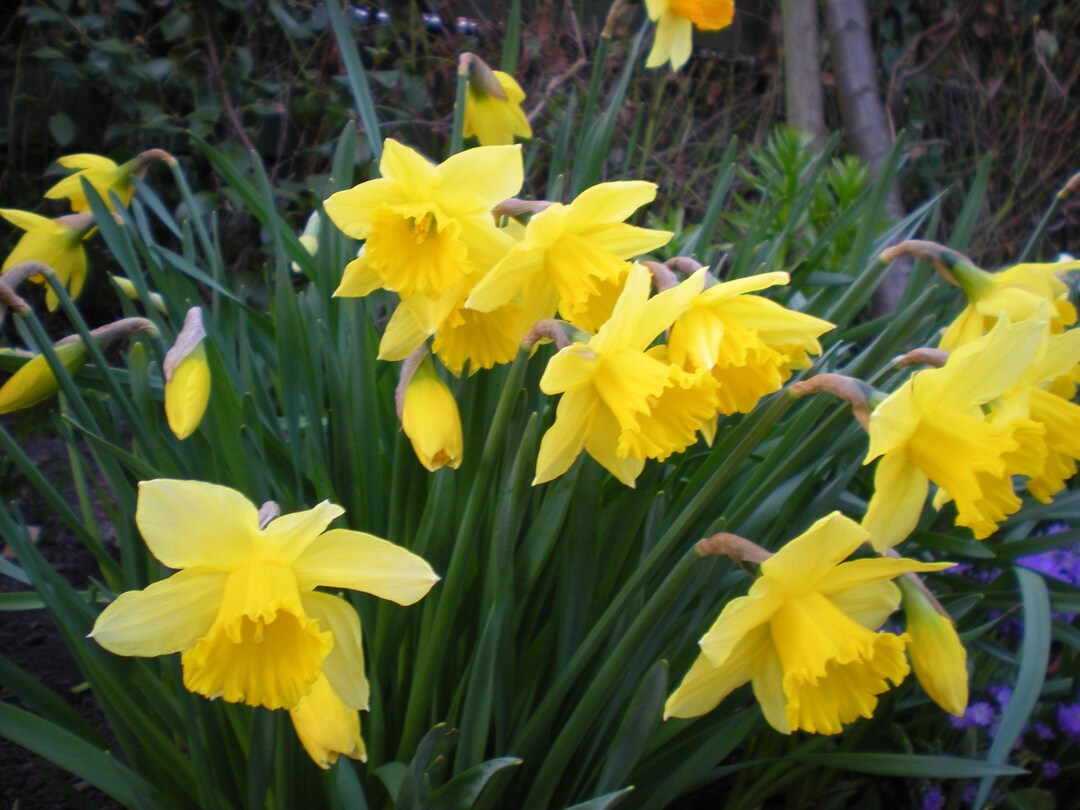 15 Old Fashion Yellow Daffodil Bulbs~woodland Gardens ~naturalize ...