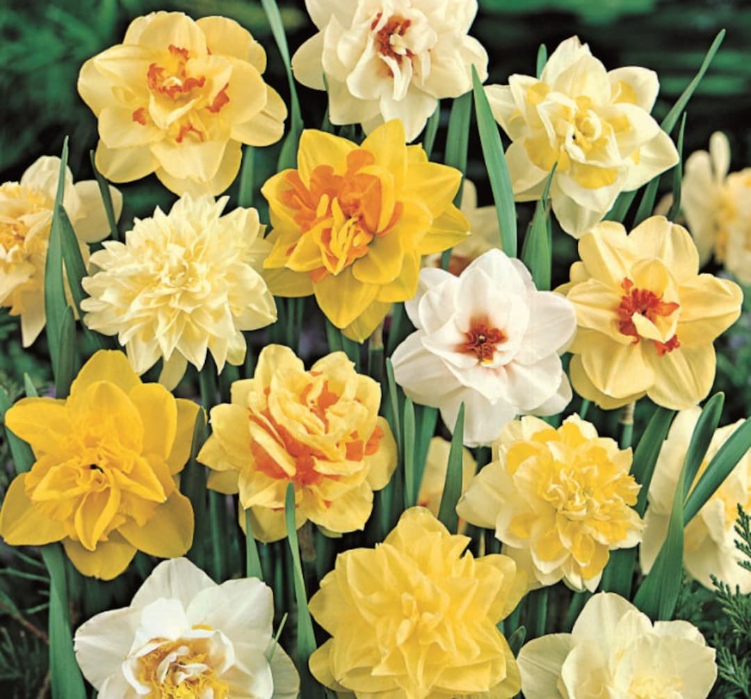 5 Double-flowered Daffodil MIXED Color Collection Bulbs- Naturalize ...