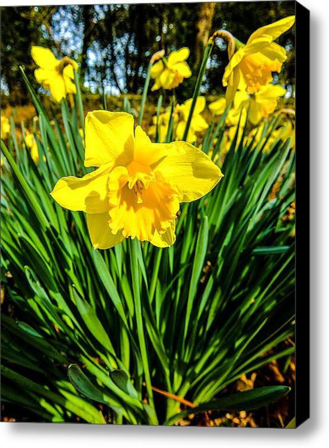 10 Old Fashion Yellow Daffodil Bulbs~woodland Gardens ~naturalize ...