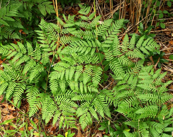 2 Bracken Fern (pteridium Aquilinum)~native~woodland Garden~naturalize ...