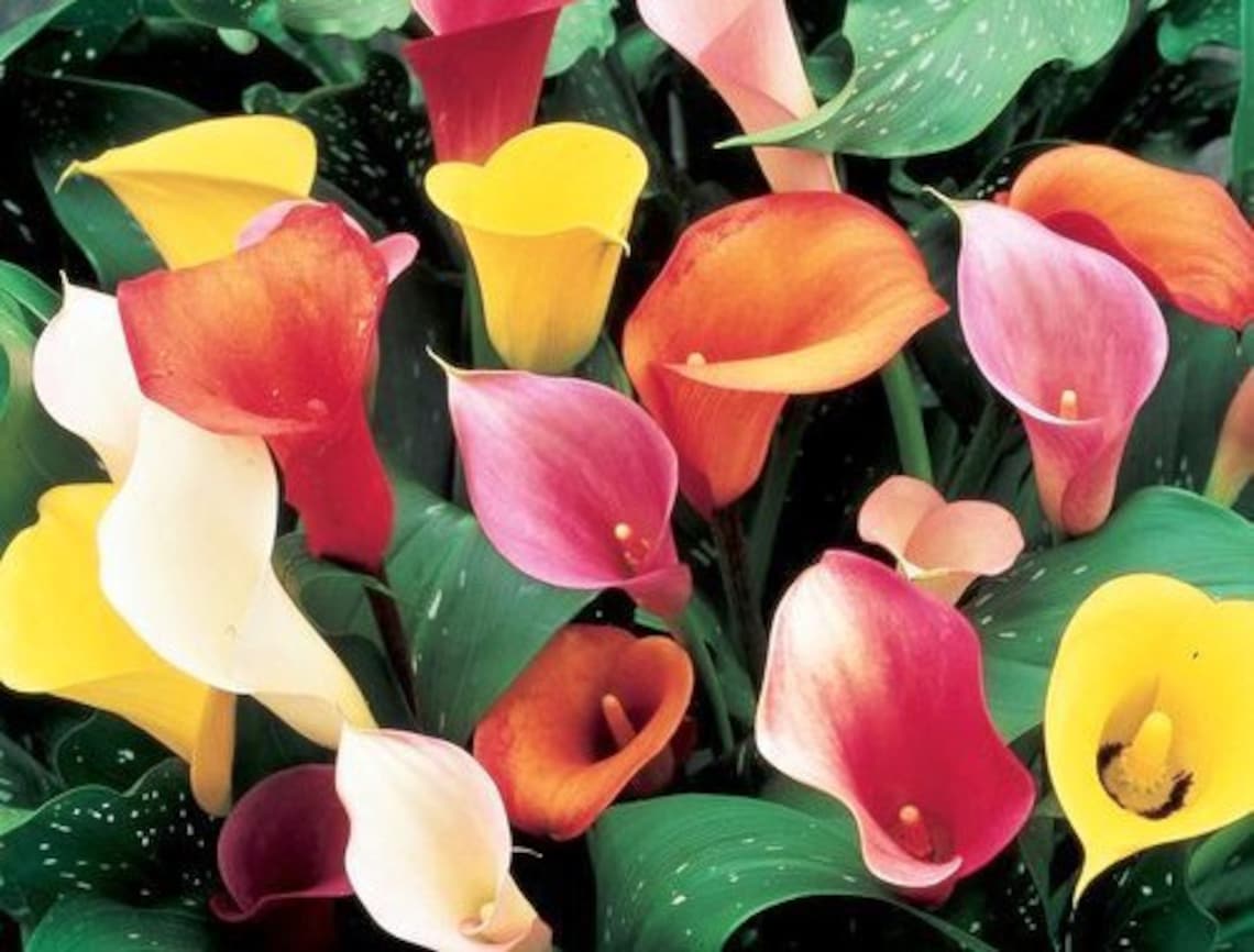 1 Calla Lily Bulb Assorted Color - Etsy