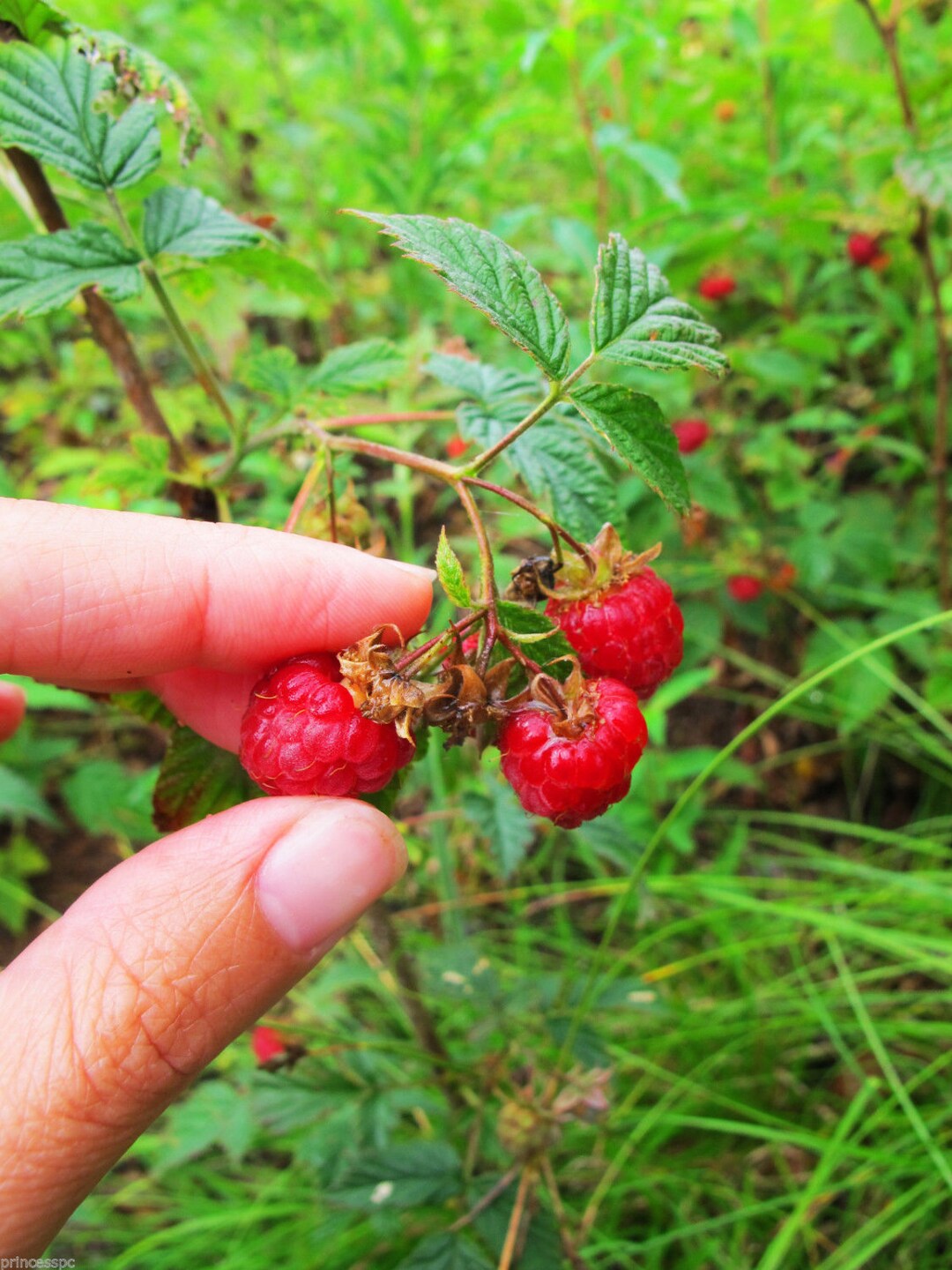 1 Wild RED Raspberry Live Bare Root Plants Fruit, Jelly, Wine! Bush ...