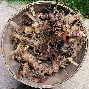 2 Canna Lily Mixed Color Fancy Collection LARGE PREMIUM Roots Easy to ...