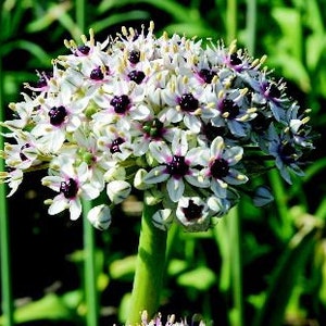 3 Allium silver Spring Bulbs early Summer Bloomingnaturalize ready for ...
