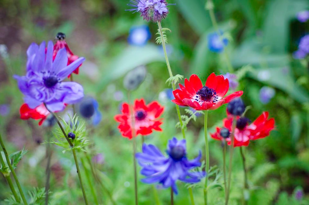5 Anemone Windflower Bulbs: Mixed Colors, **pre-chilled - Etsy