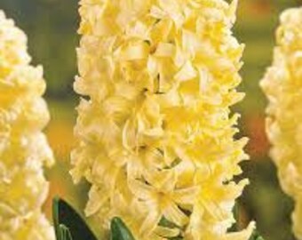 3 'delft Blue' Highly Fragrant Periwinkle Blue Hyacinth Bulbs pre ...