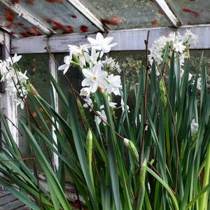 3 Paperwhite Narcissus Bulbs Winter Blooms Indoor Forcing ***holiday ...