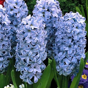 2 'delft Blue' Highly Fragrant Periwinkle Blue Hyacinth Bulbs ready for ...