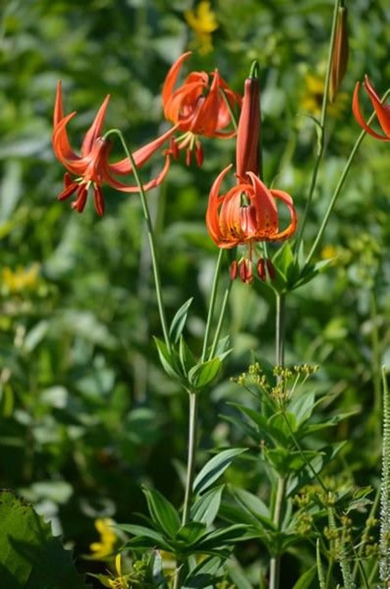 5 Turk's-cap Lily Lilium Superbum Bulb/tuber Woodland Wildflower ...