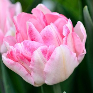 5 Pink Double Late Tulip Bulbs angelique pre Chilled for Indoor Forcing ...