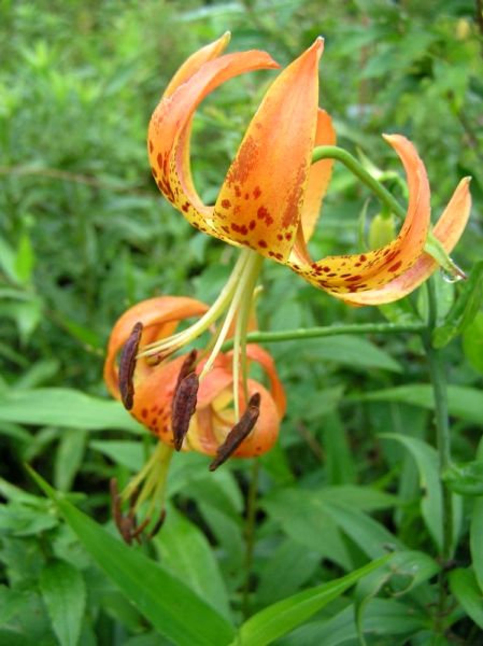 5 Turk's-cap Lily Lilium Superbum Bulb/tuber Woodland | Etsy