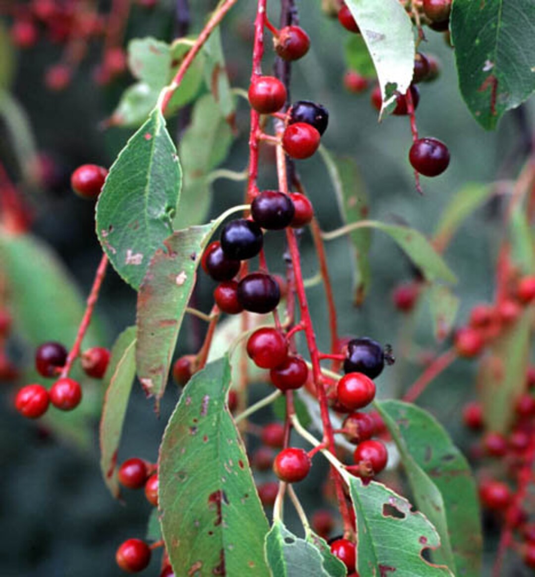 Common Choke Cherry Tree 12 UNROOTED 8-12 CUTTINGS - Etsy