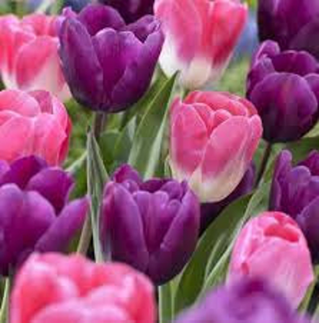 5 Pink & Purple Mixed Hybrid Tulip Bulbslarge Bloomnaturalizepre ...