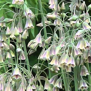 6 Mediterranean Bells Bulbs Nectaroscordum siculum ALLIUM | Etsy