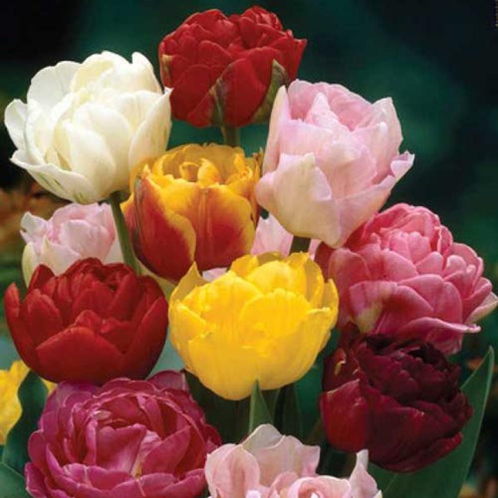 5 Mixed Double Late Tulip Bulbs Mixed Color Collection **pre-chilled - Etsy