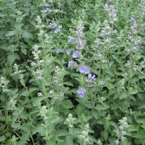 9 Bare Root WILD CATMINT Cat Nip Nepeta Mint Winter Hardy Perennial ...