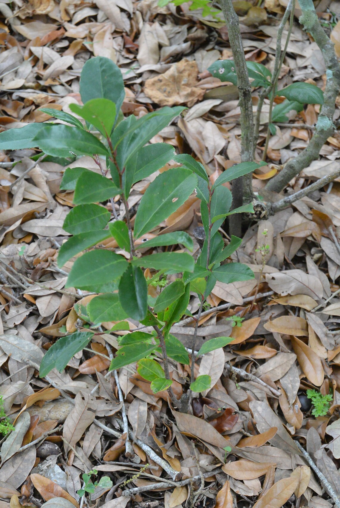1 Camphor Laurel tree Sapling LIVE PLANT SEEDLING | Etsy