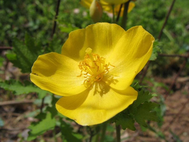 2 Yellow Woodland Poppy Celandine Stylophorum Diphyllum Woodland Marsh ...