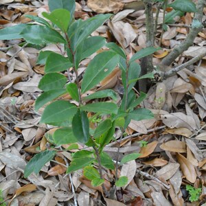 3 Camphor Laurel Tree Sapling LIVE PLANT SEEDLING Bush/shrub/tree ...