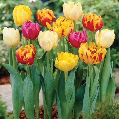 10 Mix Double EARLY Tulip Bulbs Mixed Color Collection ready - Etsy