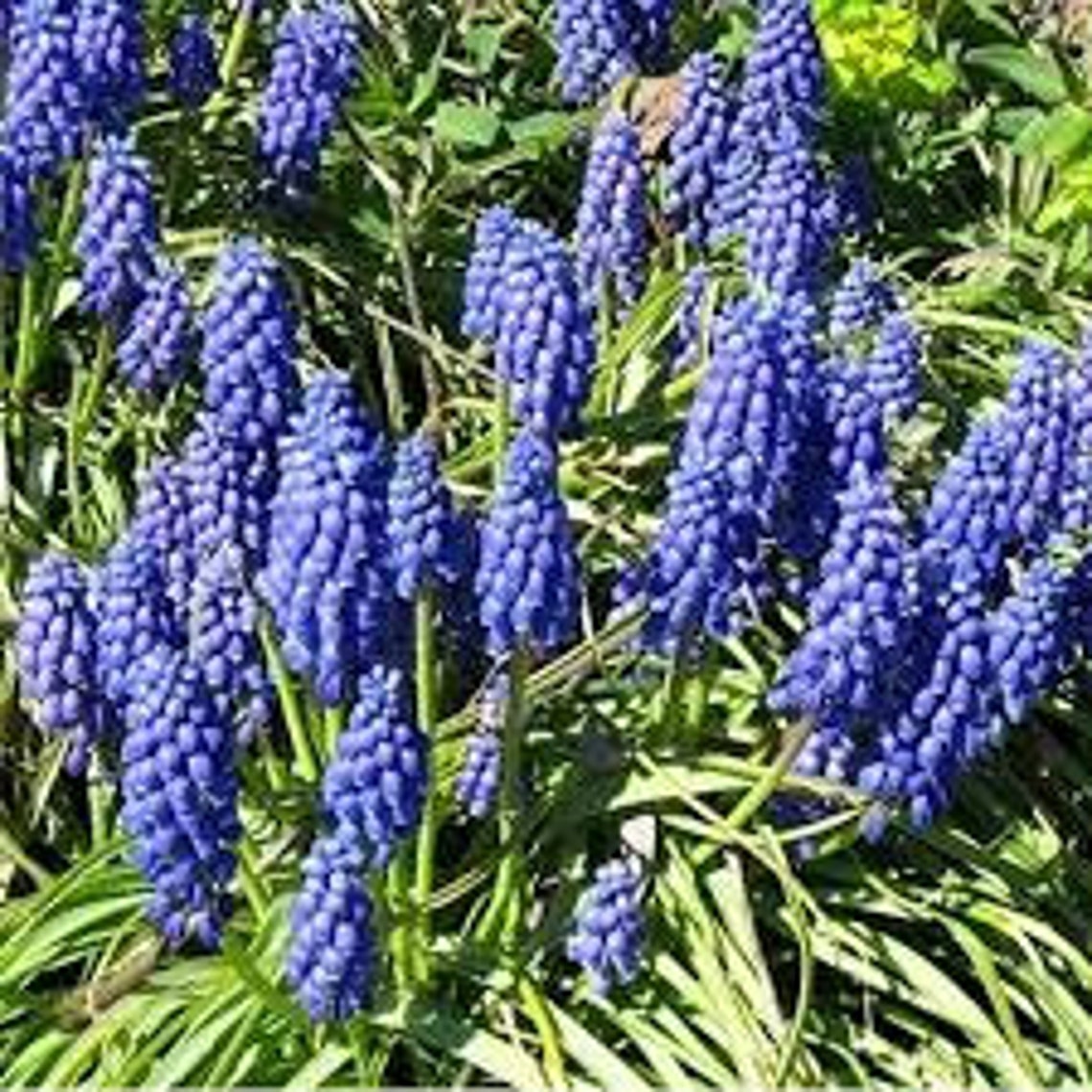 5 Blue Muscari Bulbs (grape Hyacinth) **pre-chilled - Etsy