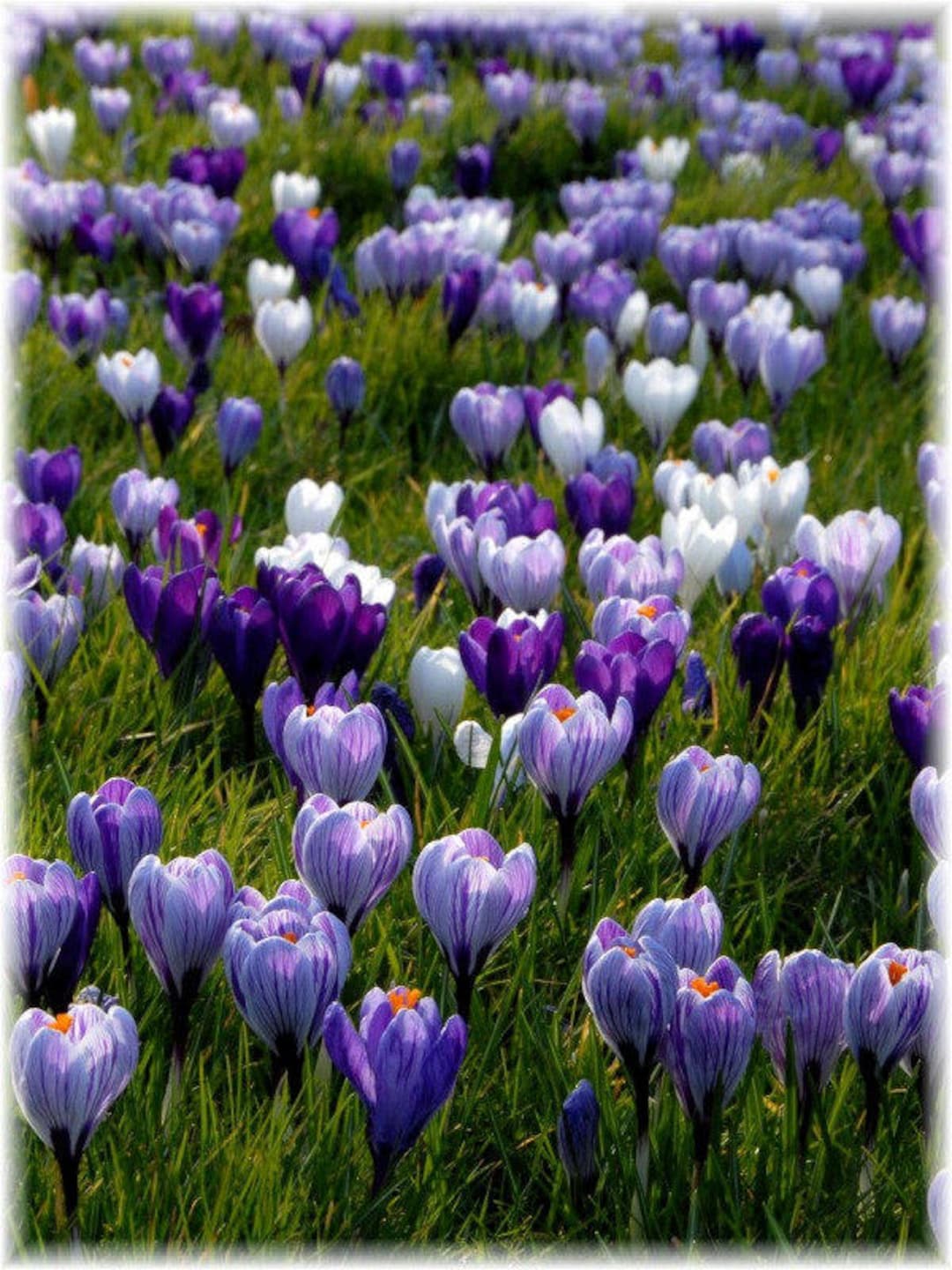 5 Giant Crocus Bulbs: Moody Blues Mix, Early Spring Blooms **pre ...