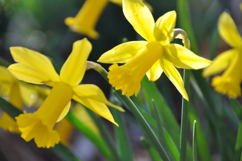 15 Old Fashion Yellow Daffodil Bulbs~woodland Gardens ~naturalize ...