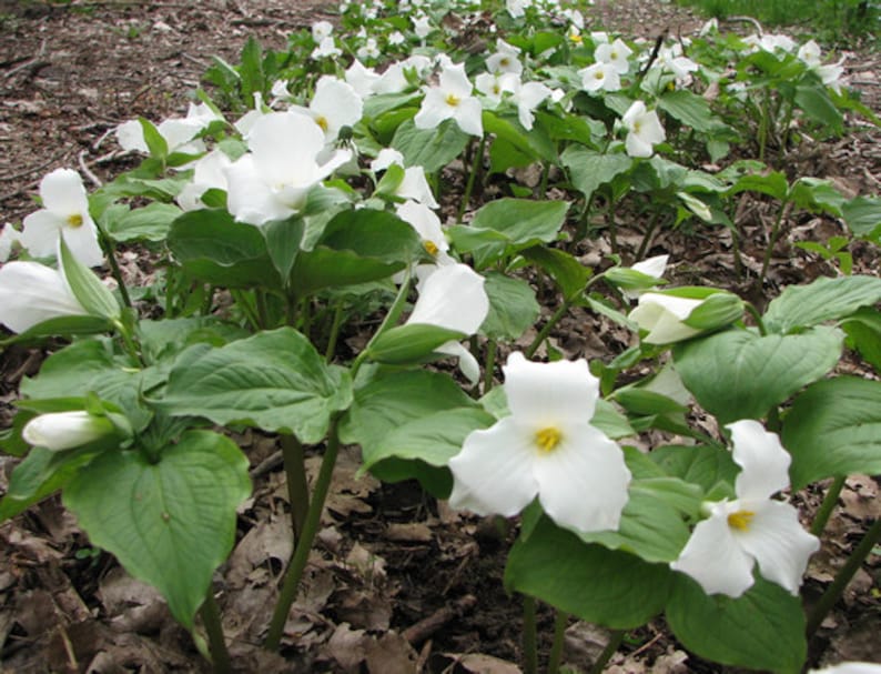4 White Trillium Rhizomes: Native Woodland Spring Blooms (bare Root) - Etsy