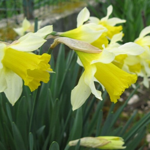5 Wild Daffodil Bulbs 'lent Lily Narcissus - Etsy