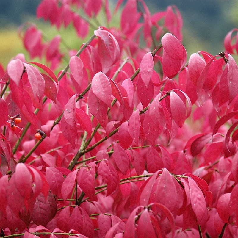 Burning Bush Live Plant - Etsy