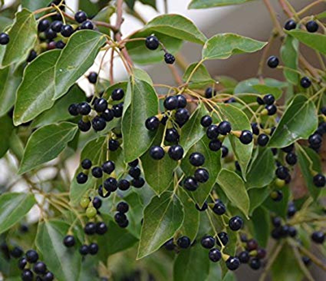 1 Camphor Laurel Tree Sapling LIVE PLANT SEEDLING - Etsy