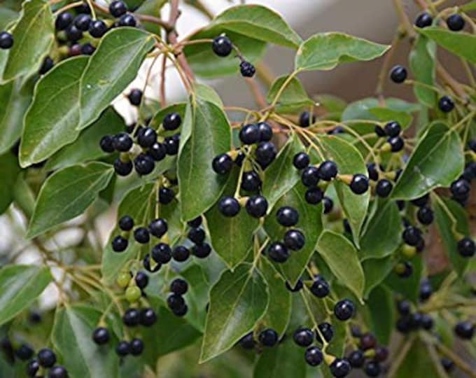 3 Camphor Laurel Tree Sapling LIVE PLANT SEEDLING Bush/shrub/tree ...