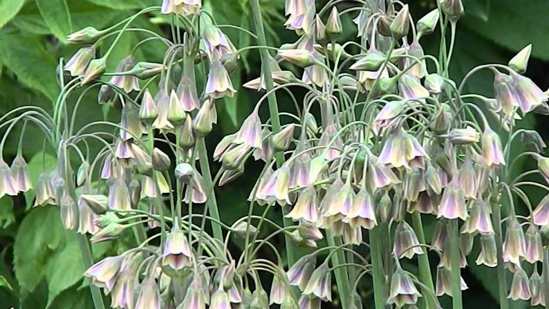 3 Mediterranean Bells Bulbs Nectaroscordum siculum ALLIUM | Etsy