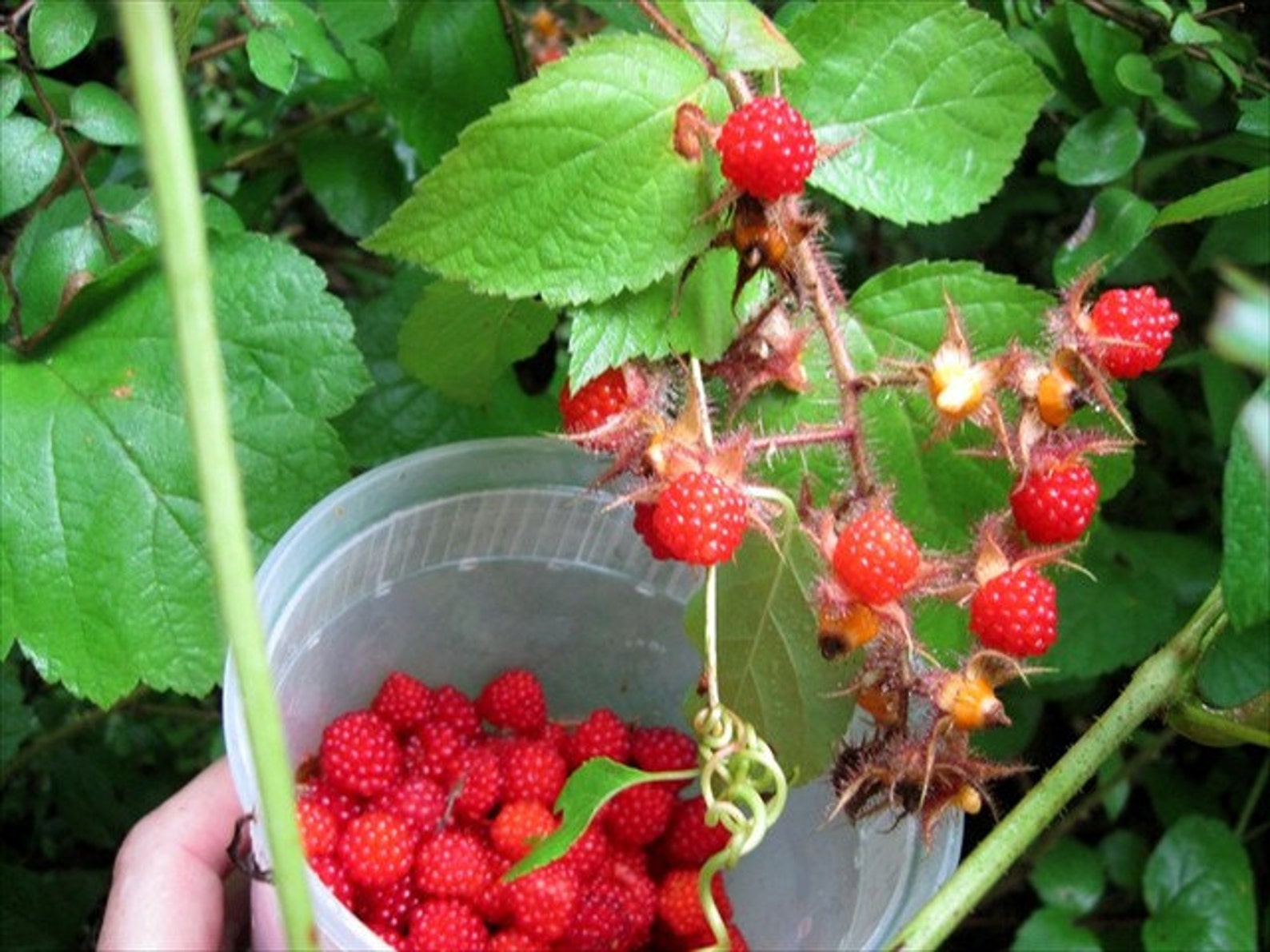 1 Wild RED Raspberry live bare root plants Fruit Jelly Wine | Etsy