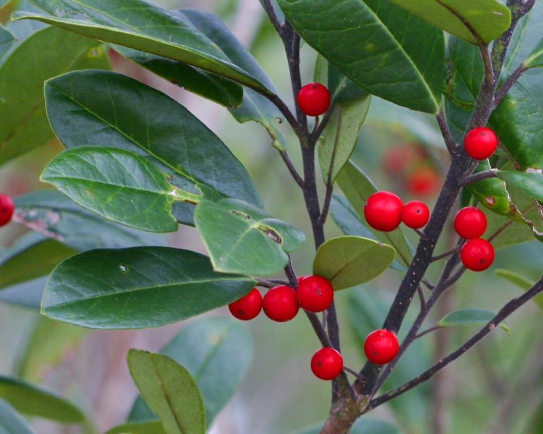 DAHOON HOLLY Florida Holly UNROOTED 4-8 Cuttings Bush/shrub Bonsai ...