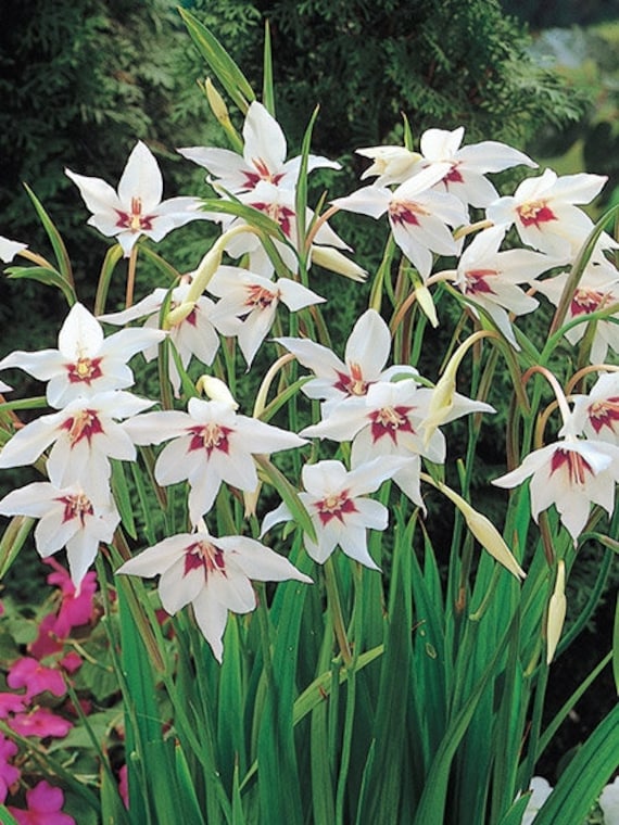 Orchid Gladiolus Bulbs