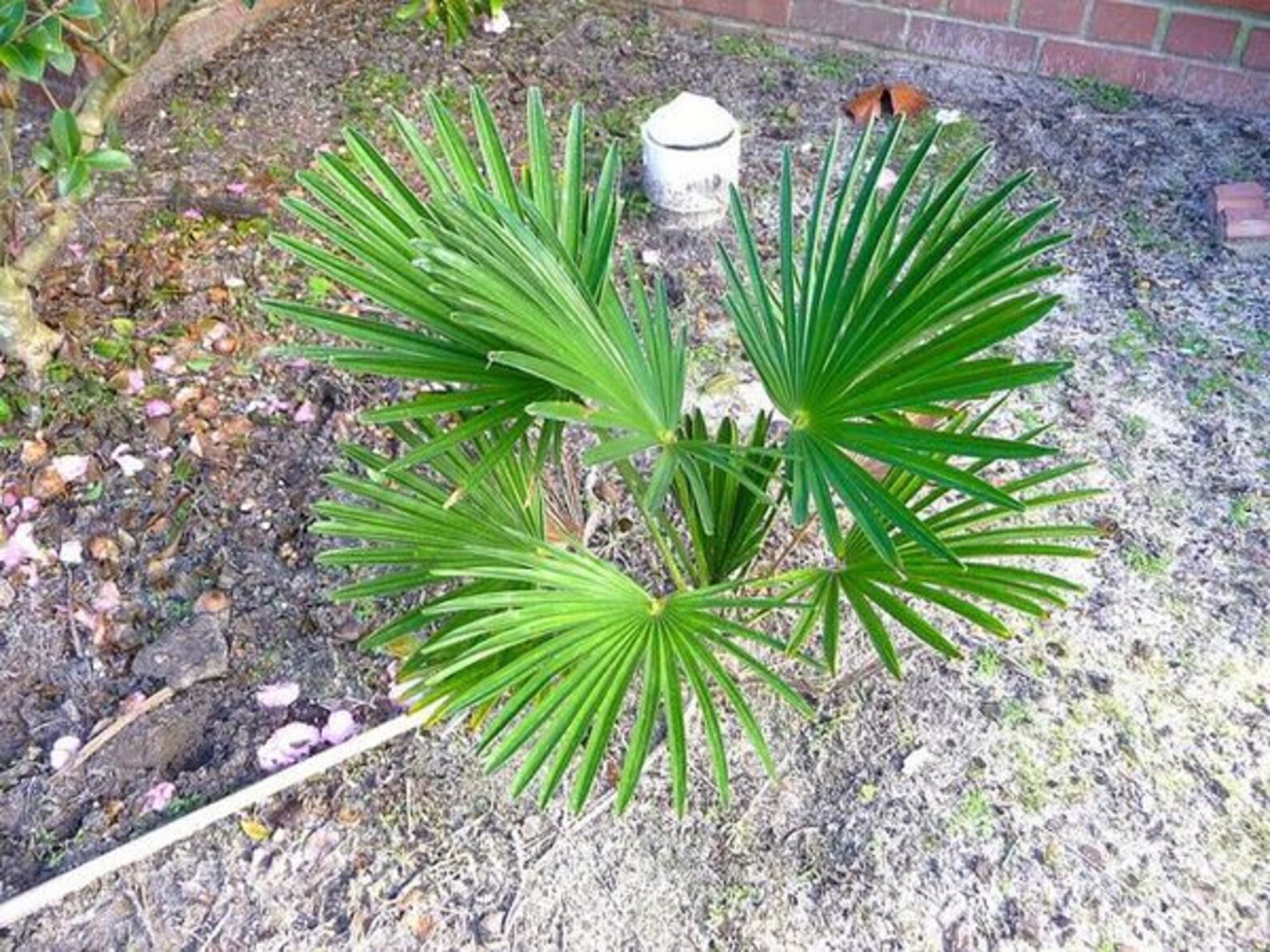 1 Young Florida Palm Tree Baby/starter/sapling Tree Wild Assorted ...