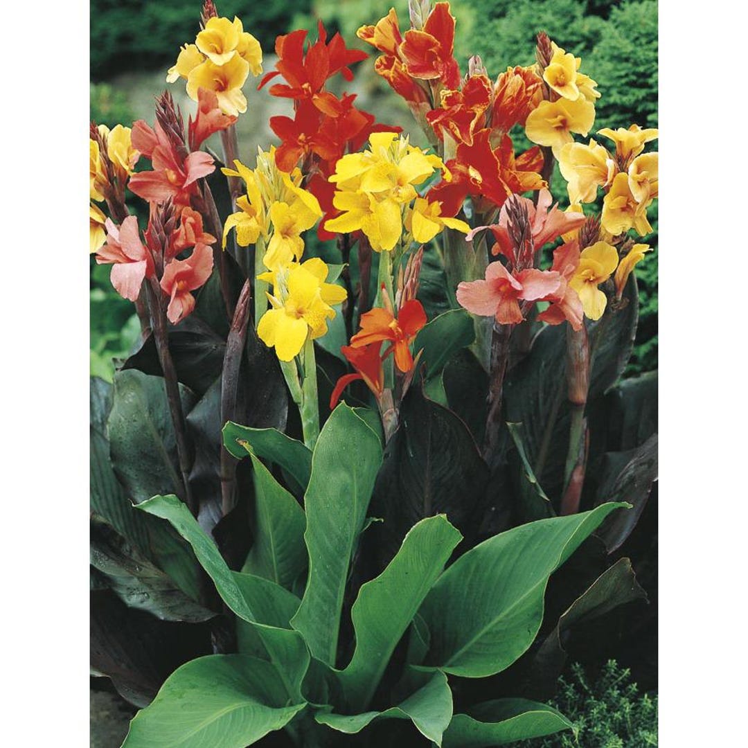 2 Canna Lily Mixed Color Fancy Collection LARGE PREMIUM Roots Easy to ...