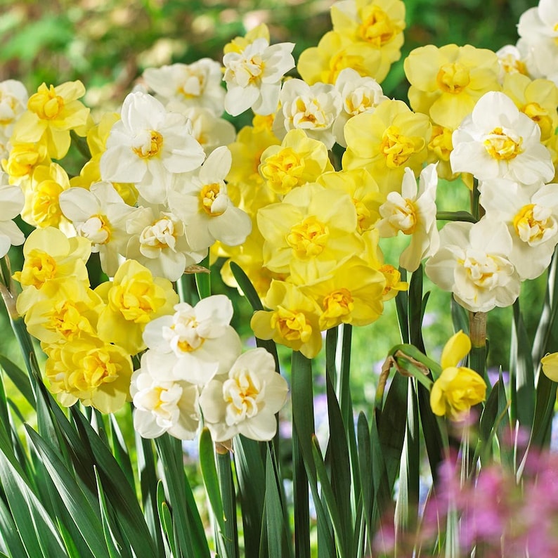 5 Double-flowered Daffodil MIXED Color Collection Bulbs- Naturalize ...
