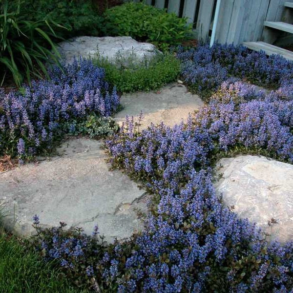 Ground Cover Plants - Etsy