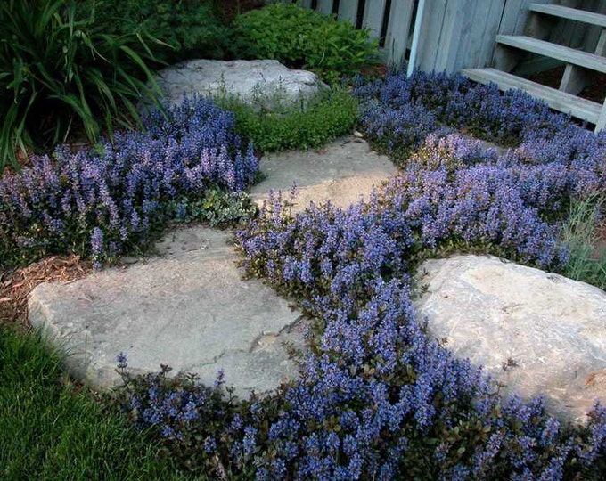10 Ajuga Reptans 'bugleweed' Creeping Ground Cover live Bare Root ...