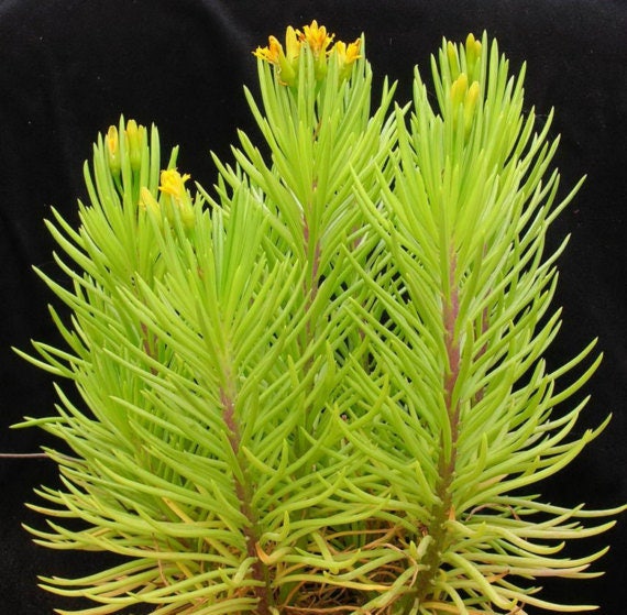 Floral & Garden Crafts Home & Hobby Lemon Bean Bush 2 to 4 tall Live ...