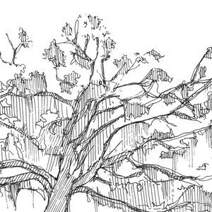 LIVE OAK TREE With Spanish Moss - Pen and Ink Drawing, Line Drawing ...