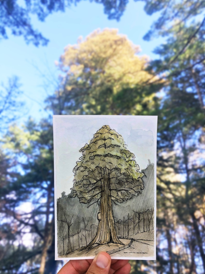 METHUSELAH REDWOOD TREE - Santa Cruz Mountains, California, Forest, Ink ...