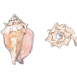CONCH SHELLS - Seashell, Ocean, Beach, Marine, Nautical, Nautilus, Ink ...