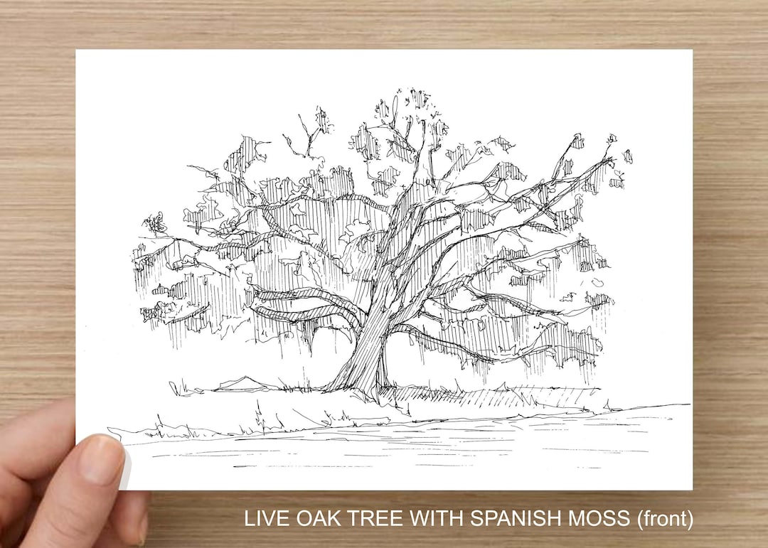 Louisiana State Tree Drawing