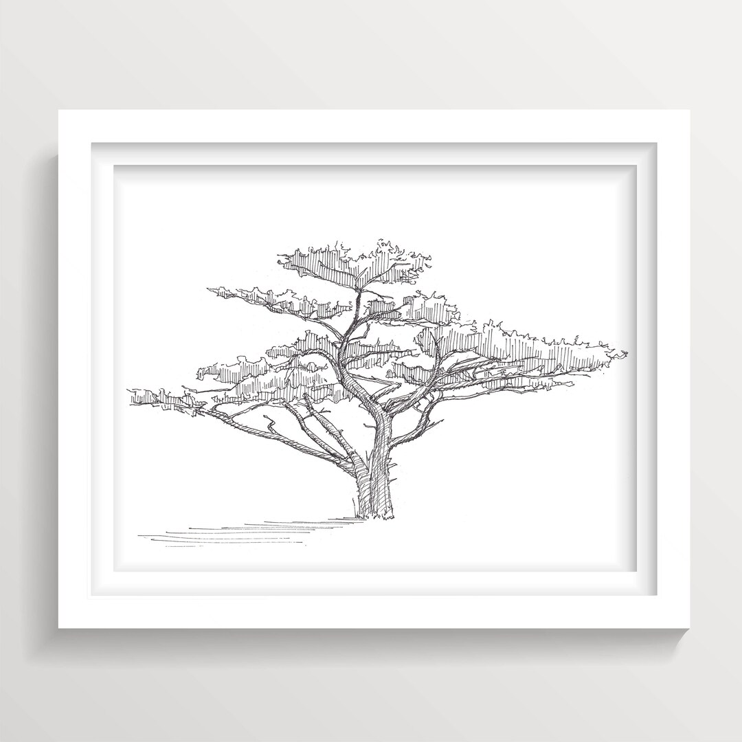 TREE on the LOST COAST Trail - California, Nature, Simple, Line Drawing ...