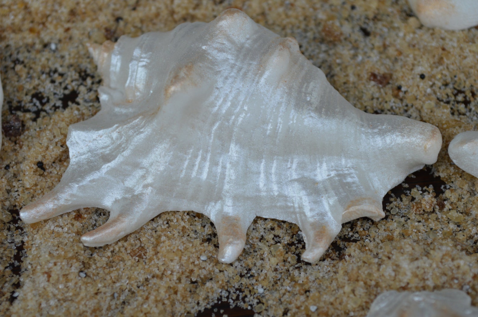 12 Edible Sea Shells. Wedding Cake Toppers. Edible Wedding - Etsy